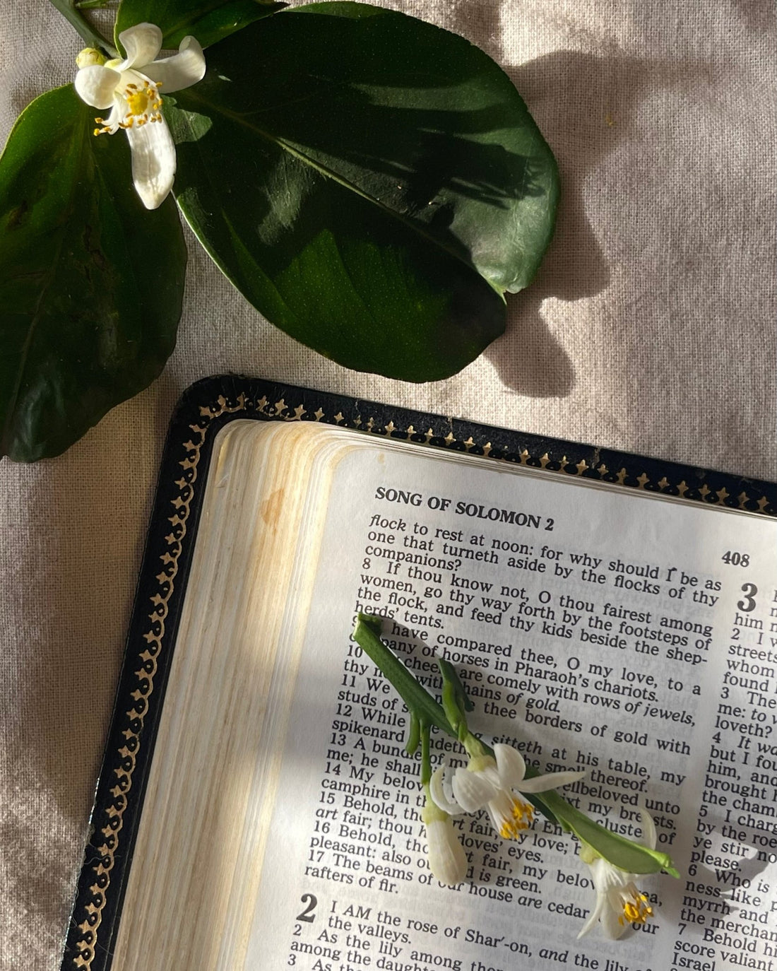 Biblical Perfume Made With 100% Botanical Ingredients – Hosanna Aroma